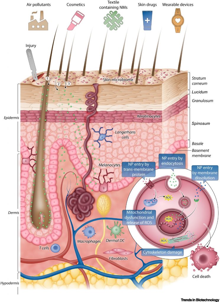 Skin-on-chip models for safety of nanomaterials | LEARN project
