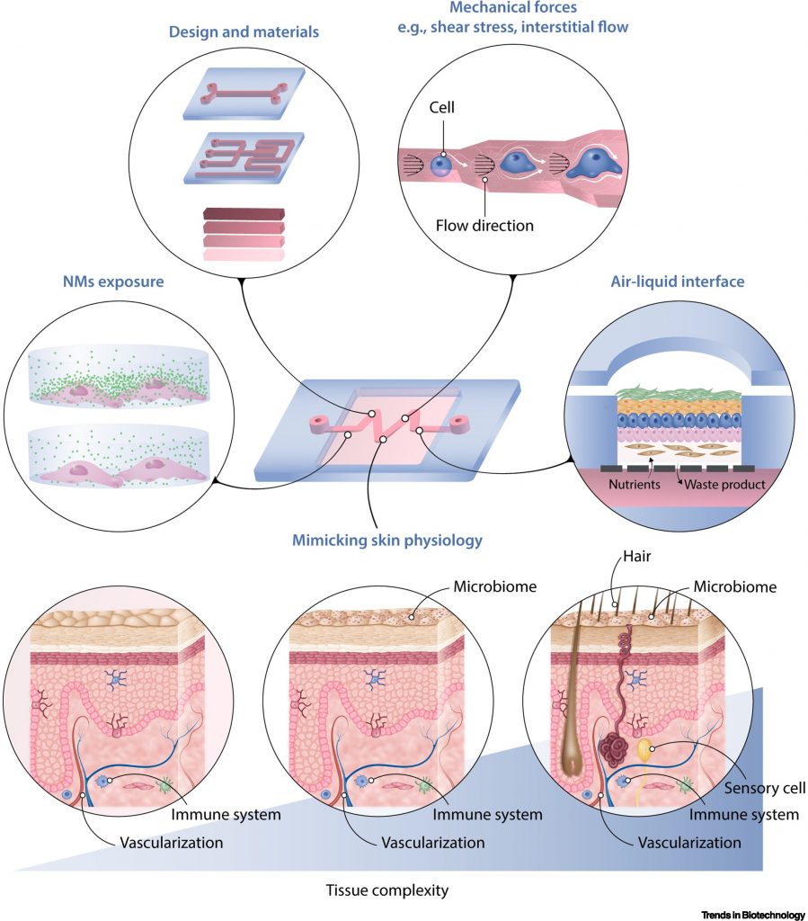 Skin-on-chip models for safety of nanomaterials | LEARN project