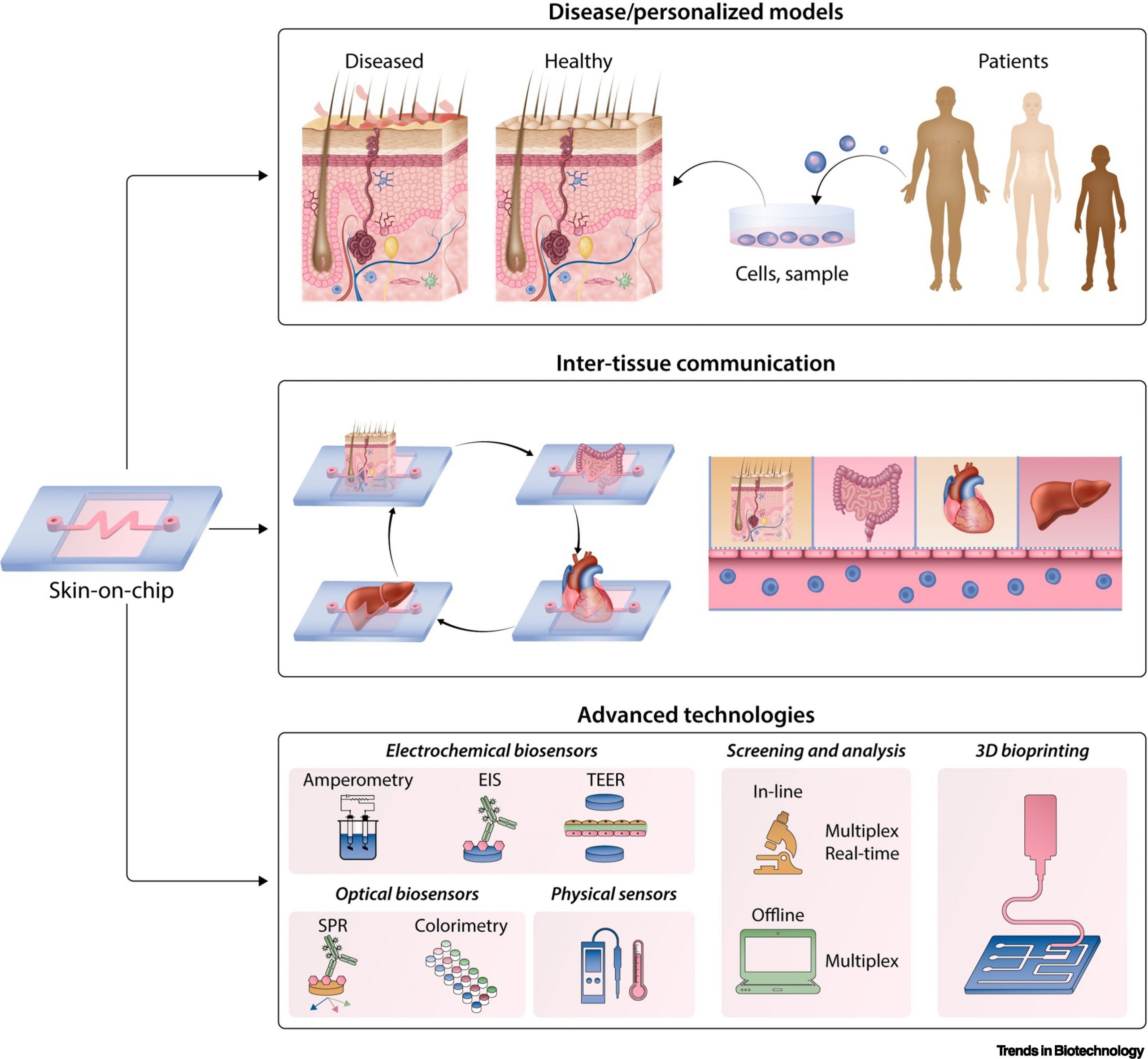 Skin-on-chip models for safety of nanomaterials | LEARN project